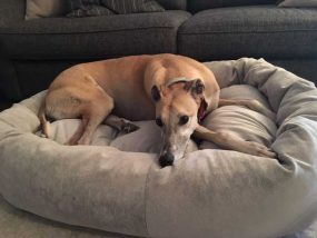 Mammoth Dog Beds Canada - Large Breeds - Vet Recommended